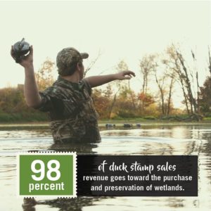 98% of Duck Stamp Revenue is Used to Purchase and Preserve Wetlands • NSSF